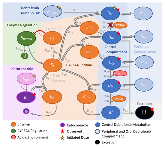 Mechanistically Coupled PK (MCPK) Model to Describe Enzyme Induction ...