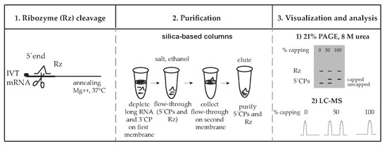Ribozyme Assays to Quantify the Capping Efficiency of In Vitro-Transcribed mRNA