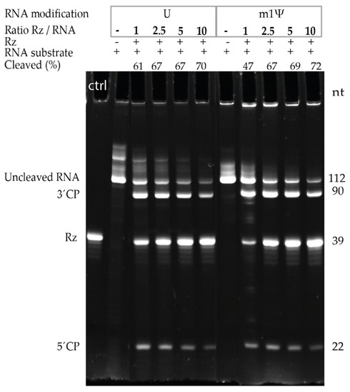 Ribozyme Assays to Quantify the Capping Efficiency of In Vitro ...