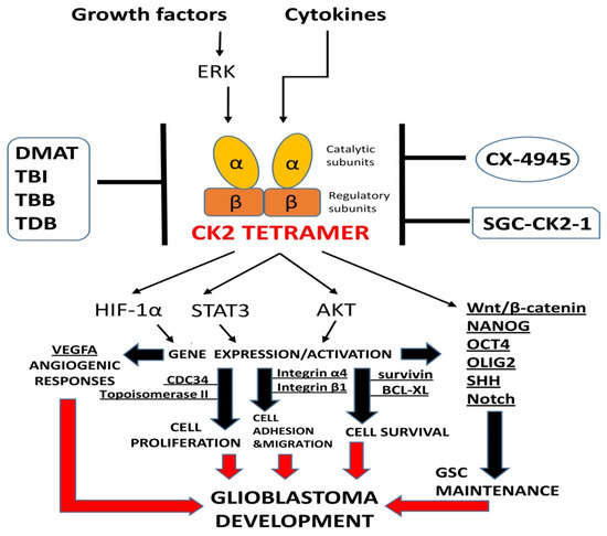 Pharmaceutics | Free Full-Text | Inhibiting CK2 among Promising ...