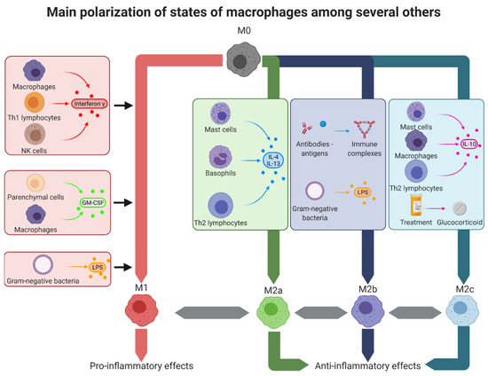 Manipulating Macrophage/Microglia Polarization to Treat Glioblastoma or Multiple Sclerosis