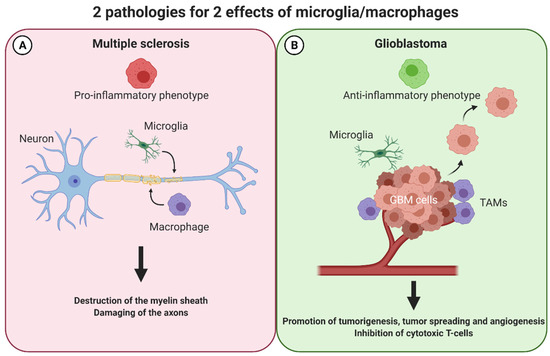 Manipulating Macrophage/Microglia Polarization to Treat Glioblastoma or ...