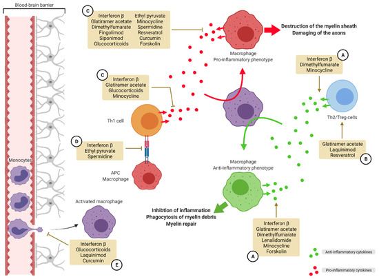 Manipulating Macrophage/Microglia Polarization to Treat Glioblastoma or Multiple Sclerosis
