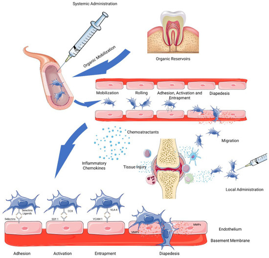 Mesenchymal Stem/Stromal Cells and Their Paracrine Activity ...