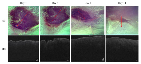 The In Vivo Quantitative Assessment of the Effectiveness of Low-Dose ...