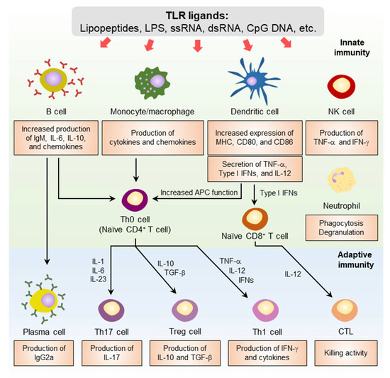Pharmaceutics | Free Full-Text | Recent Advances in the Development of Toll-like Receptor ...