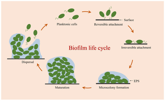 Phages against Pathogenic Bacterial Biofilms and Biofilm-Based ...