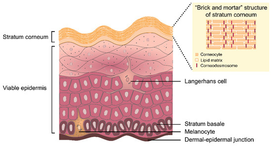 Skin Barrier Function in Infants: Update and Outlook