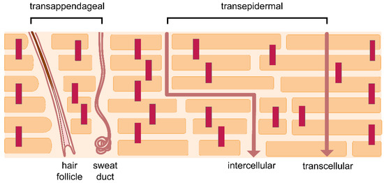 Skin Barrier Function in Infants: Update and Outlook