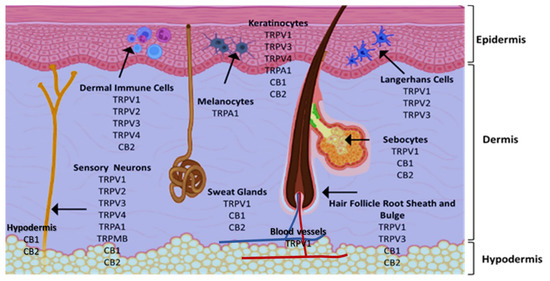 Pharmaceutics | Special Issue : Advances in Topical and Transdermal ...