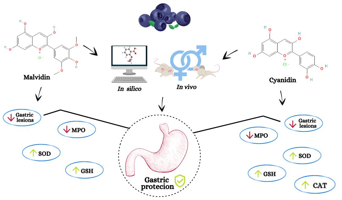 Pharmaceutics | Free Full-Text | Relationship between Hormonal ...