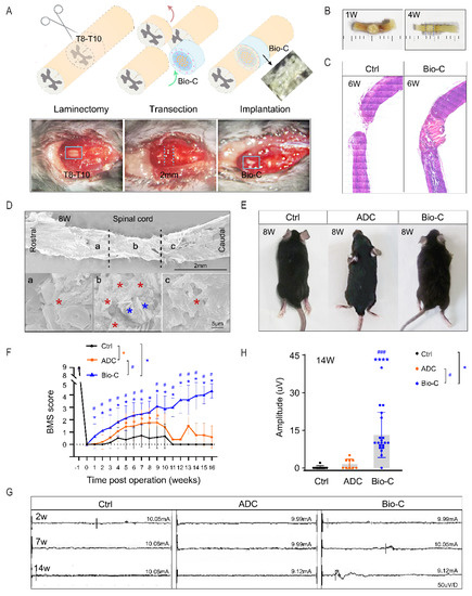 Bio-C (Modified Hyaluronic Acid-Coated-Collagen Tube) Implants Enable ...