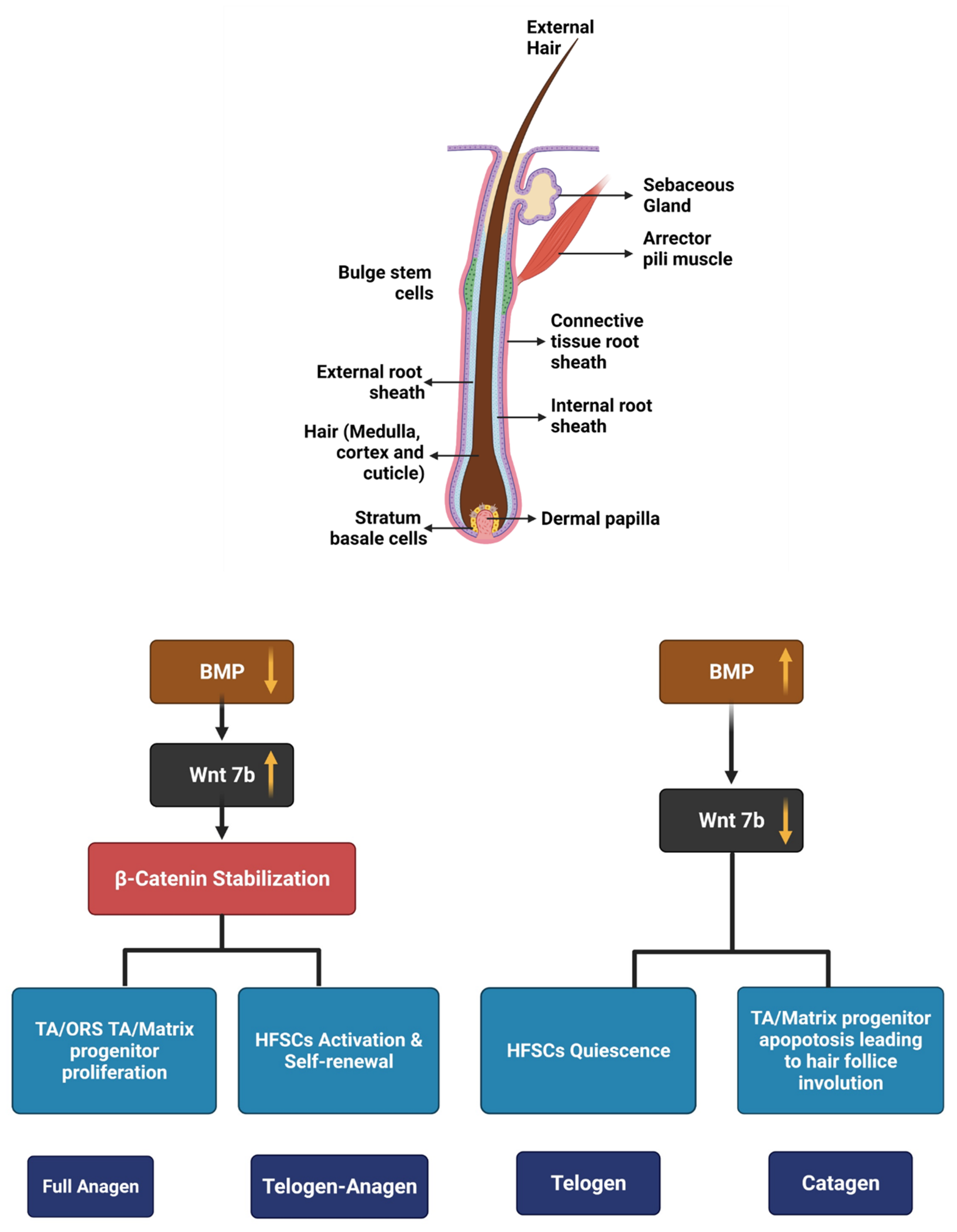 Advancing Regenerative Cellular Therapies in Non-Scarring Alopecia