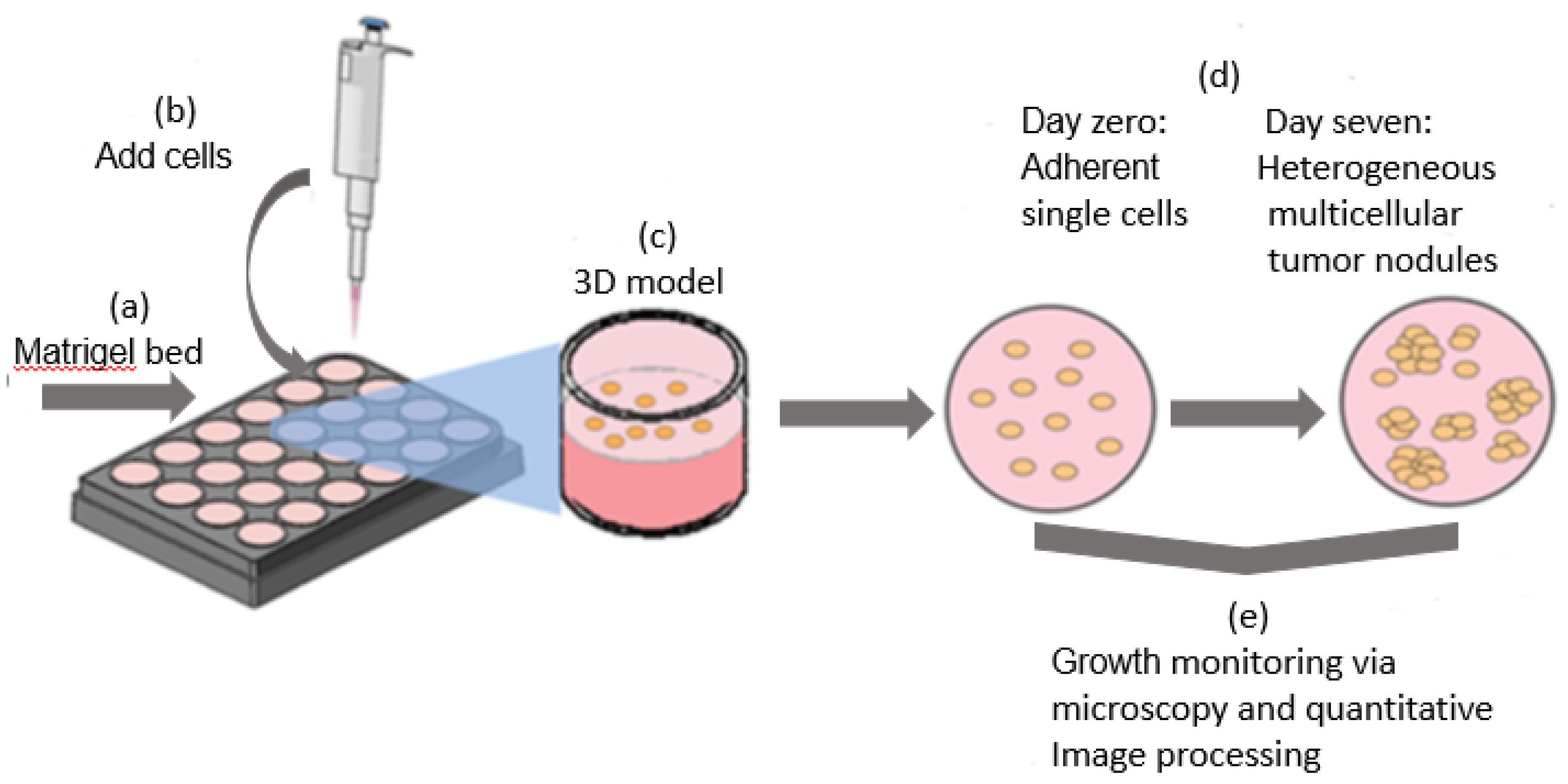 Image-Based Quantification of Gold Nanoparticle Uptake and Localization ...