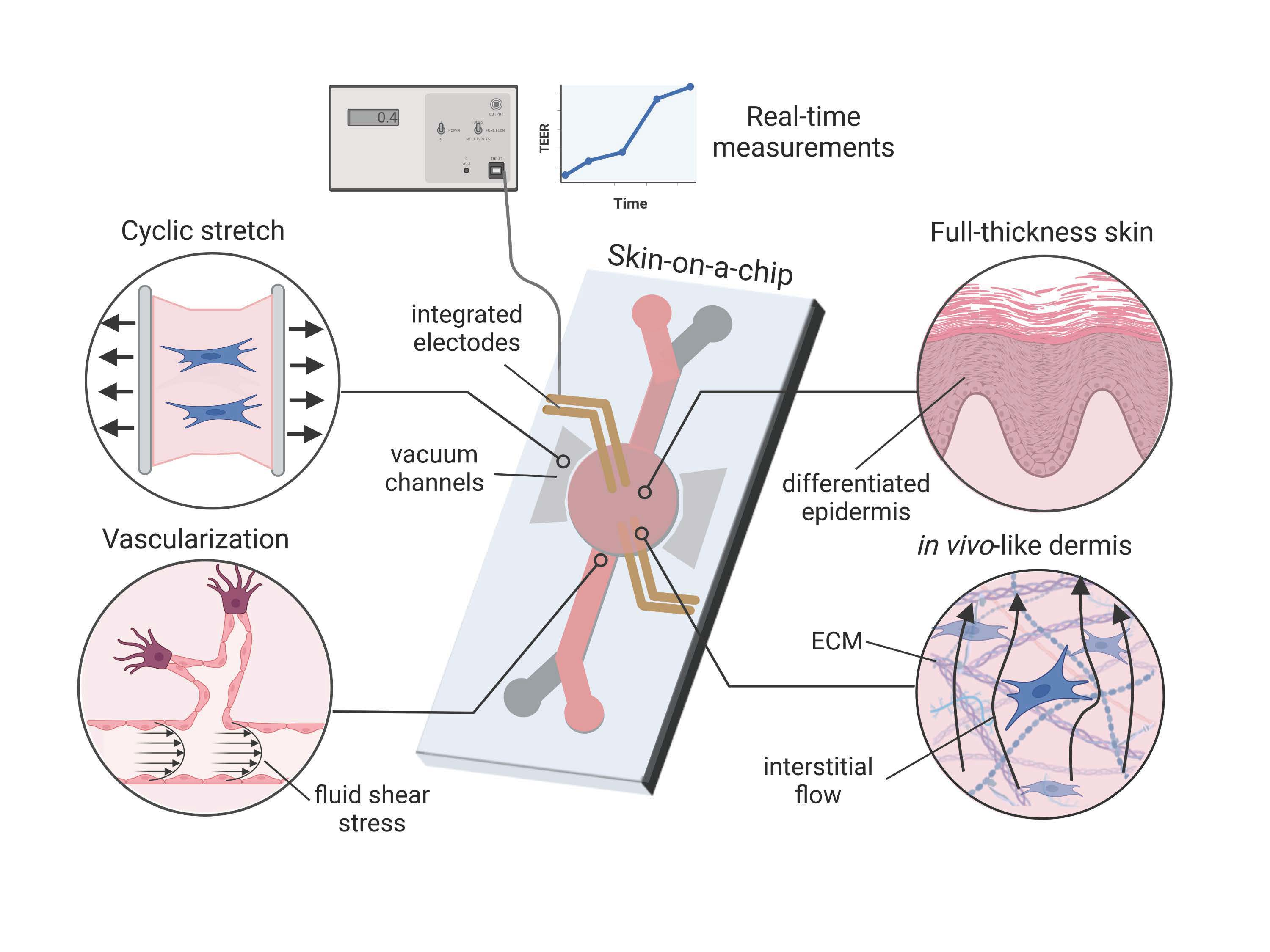 Pharmaceutics | Free Full-Text | Skin-on-a-Chip Technology ...
