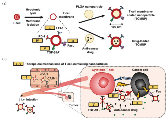 Biomimetic and Materials-Potentiated Cell Engineering for Cancer ...