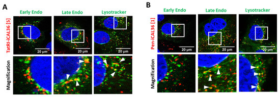 Highway to Cell: Selection of the Best Cell-Penetrating Peptide to ...
