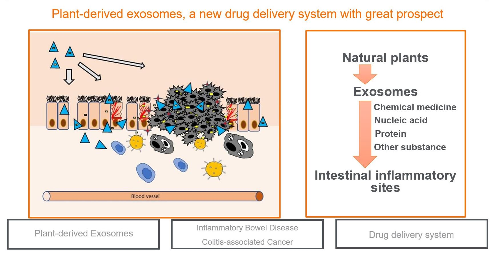 Pharmaceutics | Free Full-Text | Plant-Derived Exosomes as a Drug ...