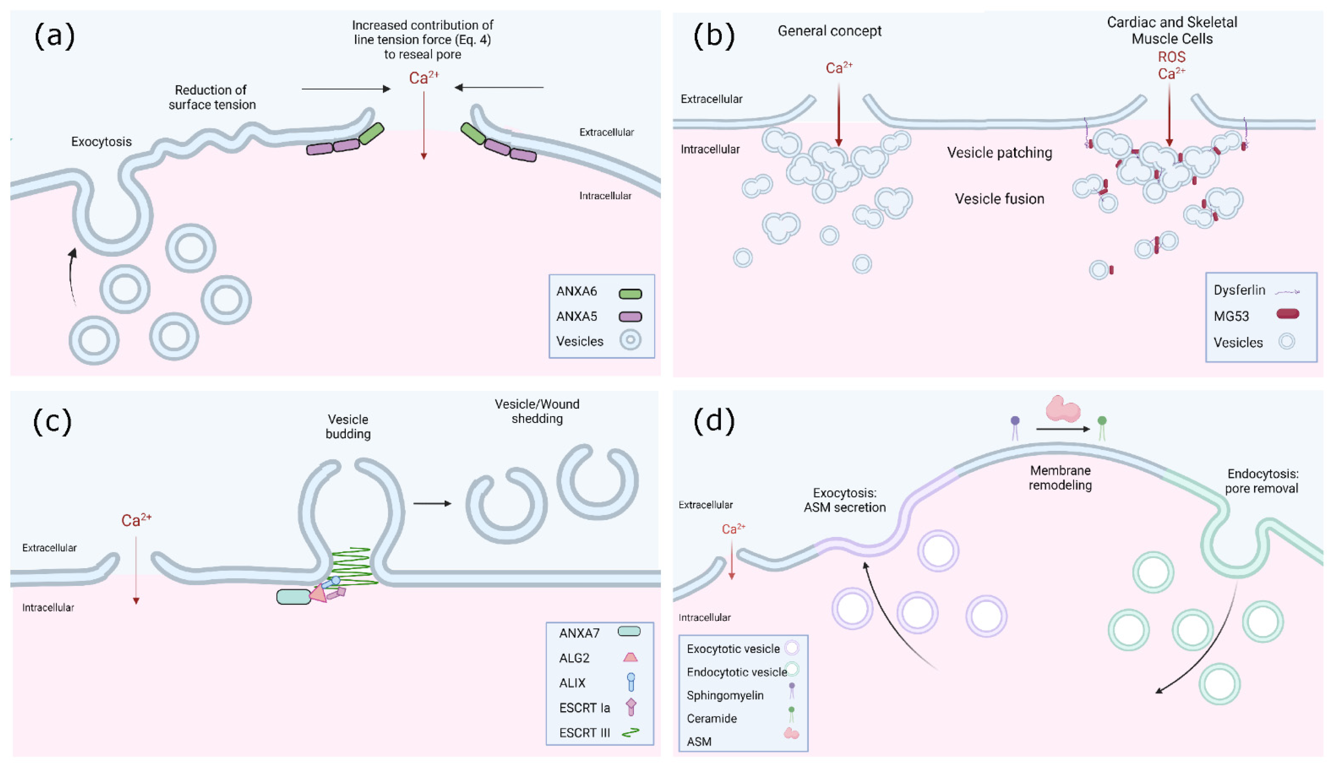 An Overview of Cell Membrane Perforation and Resealing Mechanisms for ...