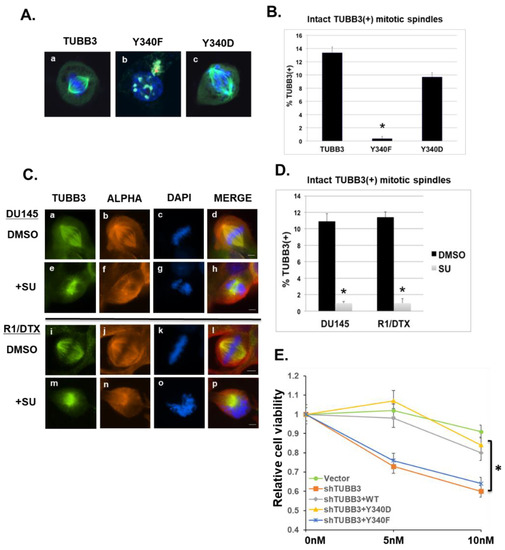 SRC Kinase-Mediated Tyrosine Phosphorylation of TUBB3 Regulates Its ...