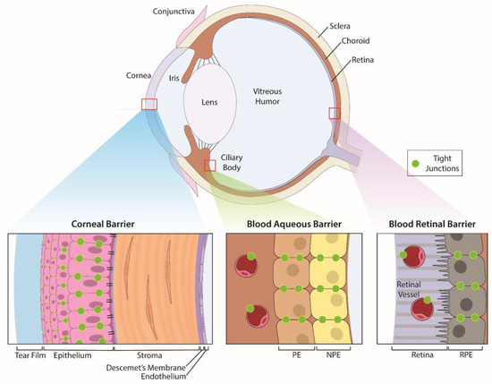 Metallic Engineered Nanomaterials and Ocular Toxicity: A Current ...