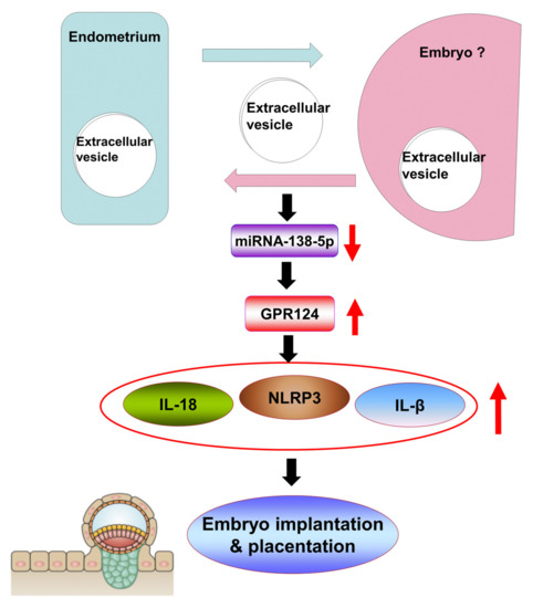 Extracellular Vesicle-Associated MicroRNA-138-5p Regulates Embryo ...