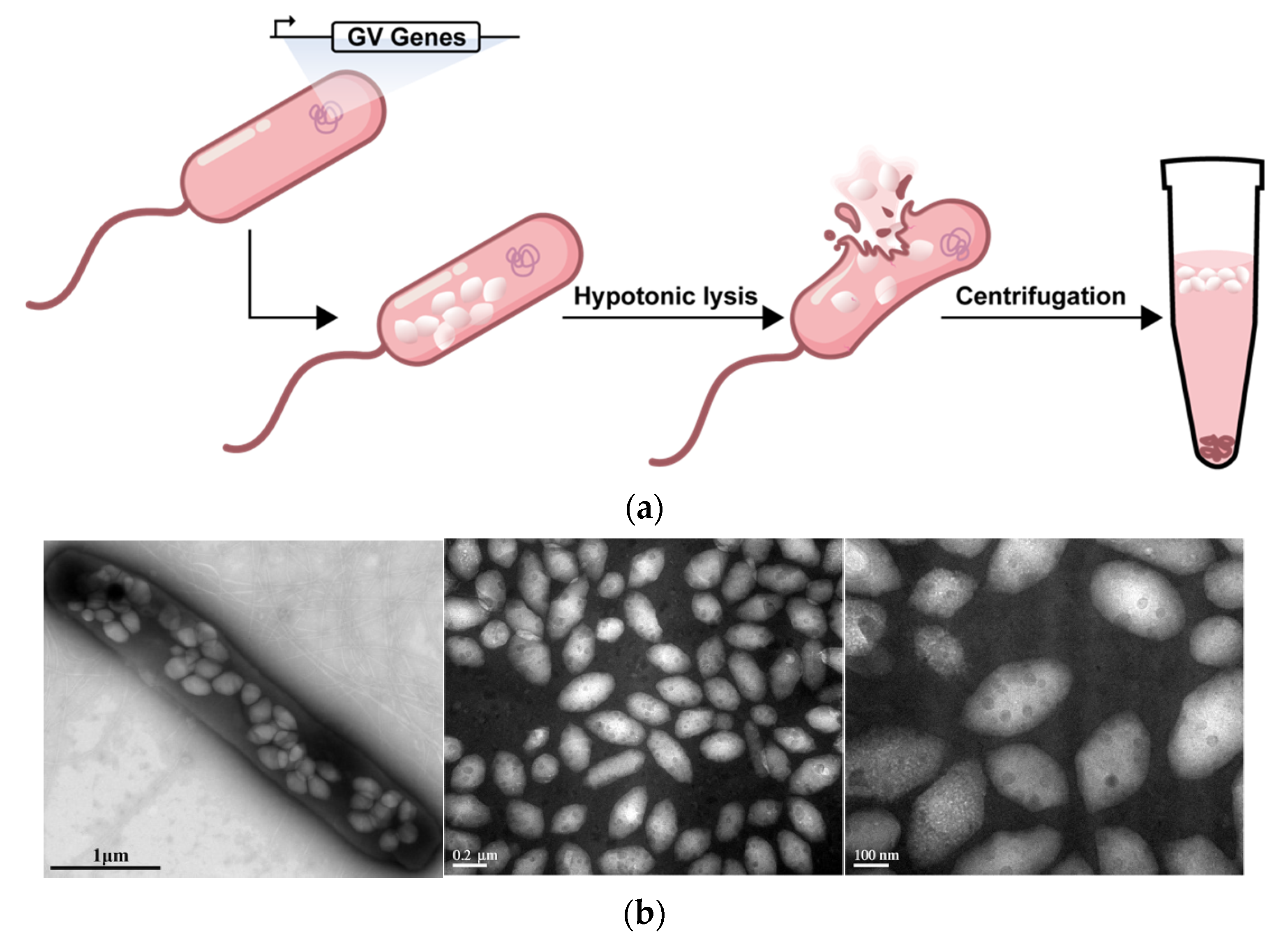 Halobacterium Nrc 1
