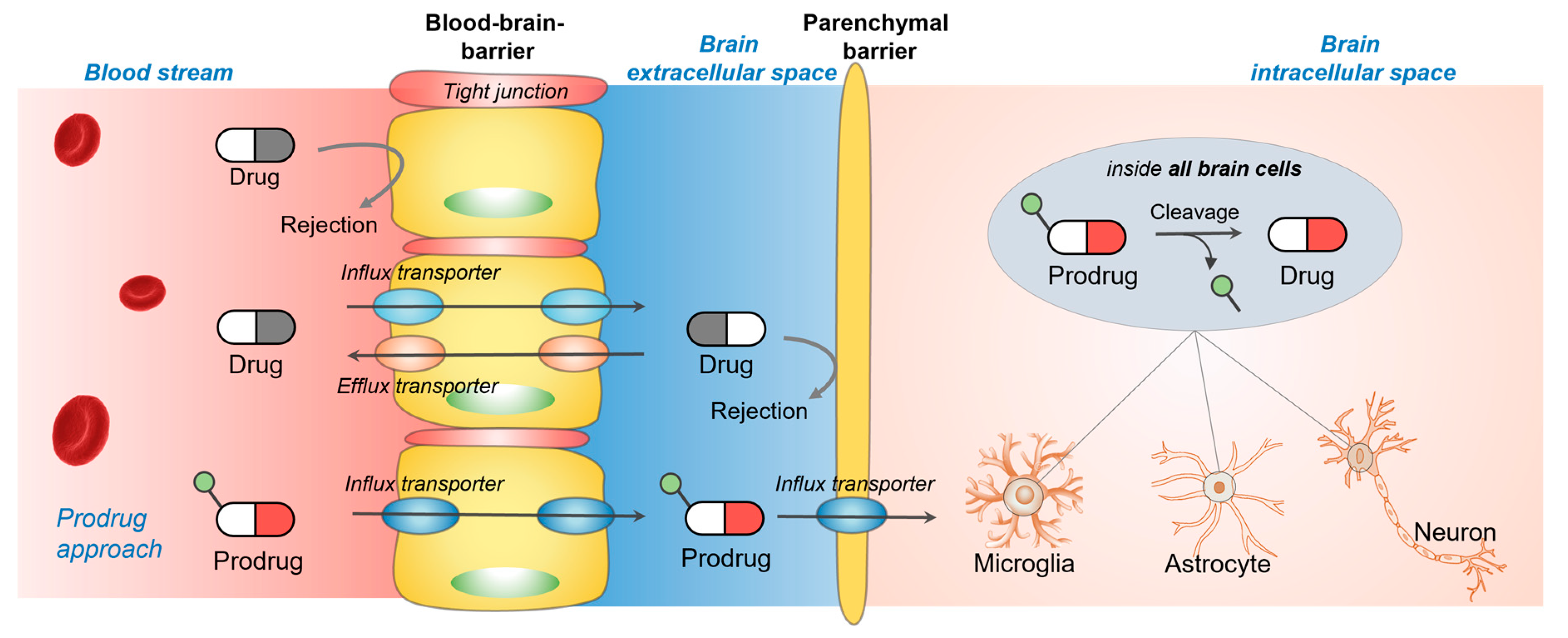 Pharmaceutics | Free Full-Text | Increased/Targeted Brain (Pro)Drug ...