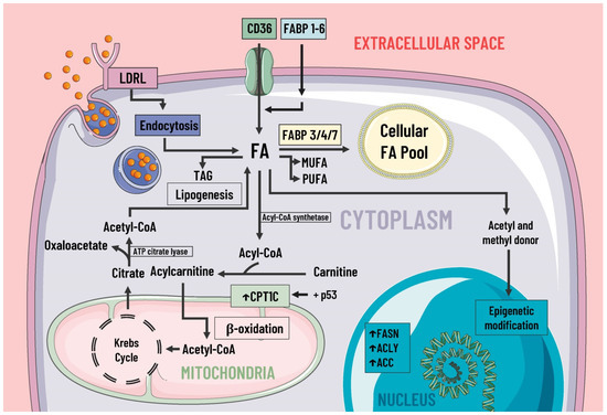 Pharmaceutics | Free Full-Text | Metabolic Reprogramming in Cancer Cells: Emerging Molecular ...