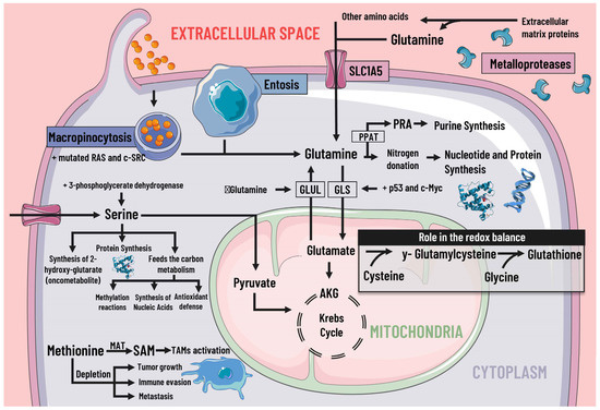 Metabolic Reprogramming in Cancer Cells: Emerging Molecular Mechanisms ...