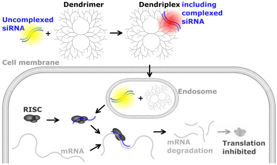 Analyzing siRNA Concentration, Complexation and Stability in Cationic ...