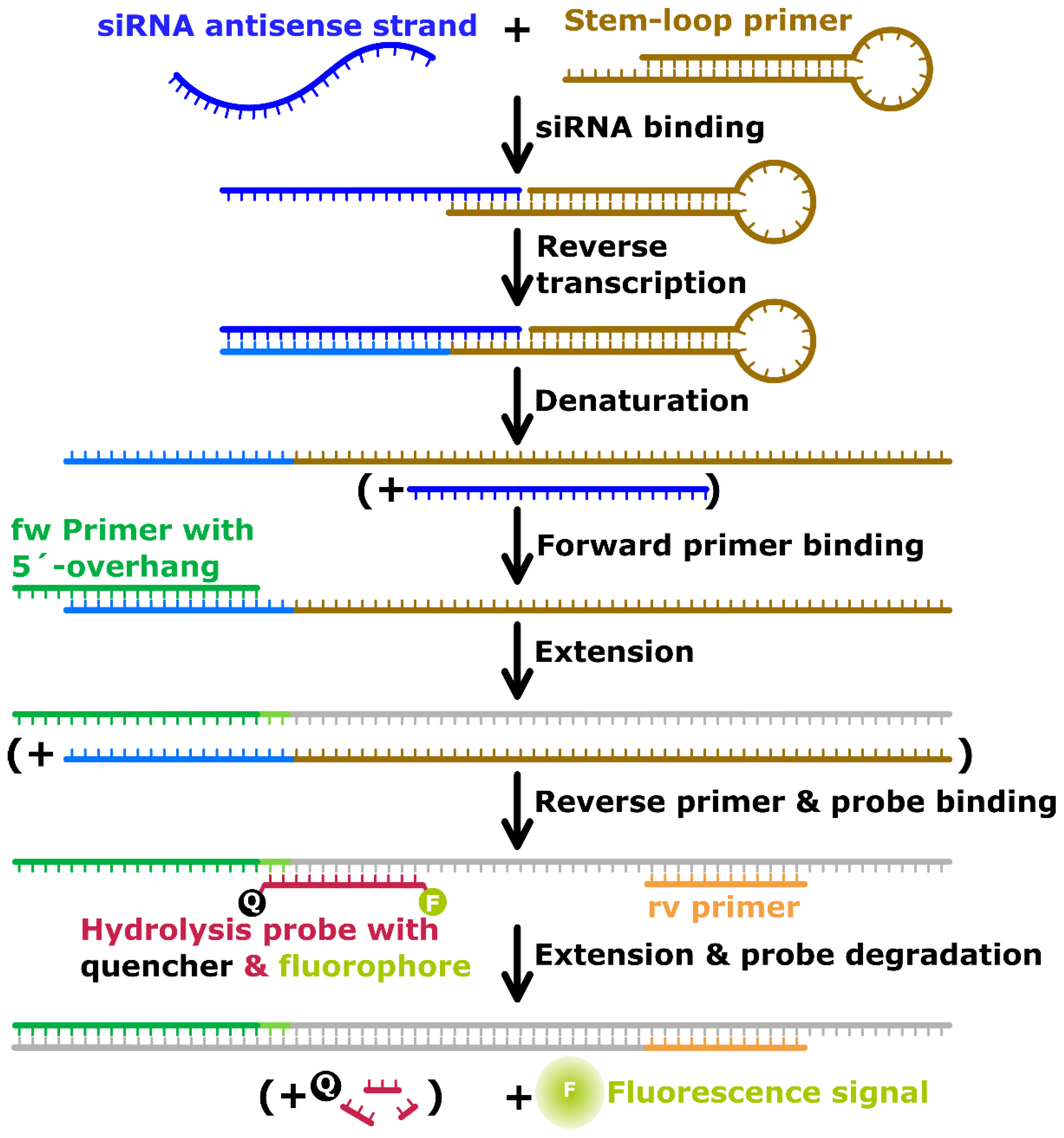 Analyzing siRNA Concentration, Complexation and Stability in Cationic ...
