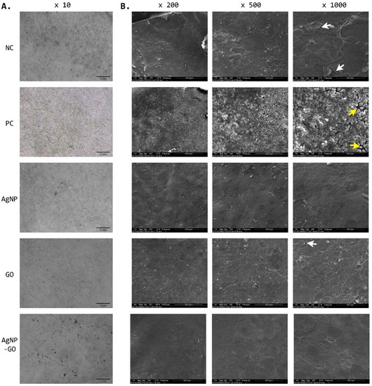 Molecular Biocompatibility of a Silver Nanoparticle Complex with ...