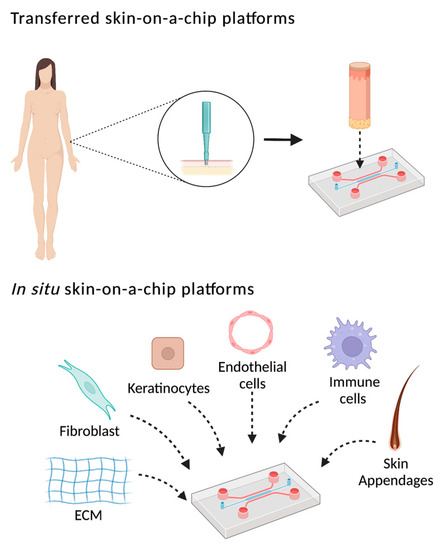 Pharmaceutics | Free Full-Text | Modeling an Optimal 3D Skin-on-Chip ...