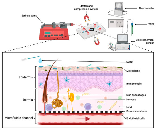 Pharmaceutics | Free Full-Text | Modeling an Optimal 3D Skin-on-Chip ...