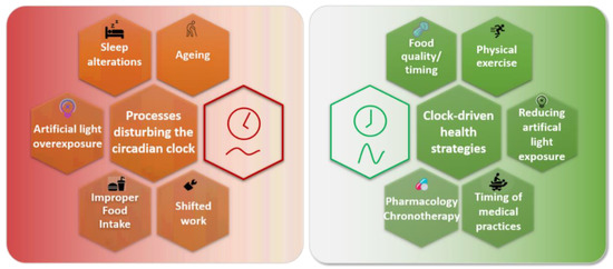Pharmaceutics | Free Full-Text | An Overview of the Circadian Clock in ...