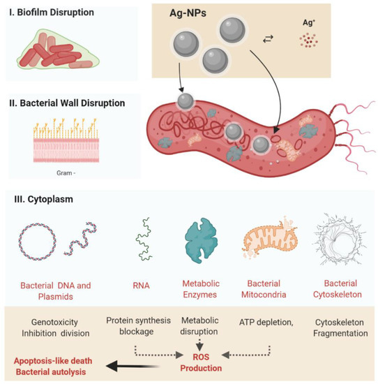 Pharmaceutics | Free Full-Text | Helicobacter Pylori-Induced Gastric ...