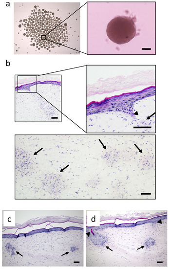 Proof-of-Concept Organ-on-Chip Study: Topical Cinnamaldehyde Exposure ...
