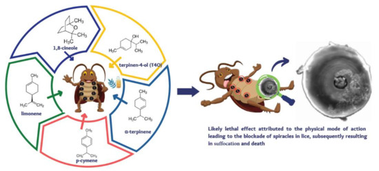 Antiparasitic Activity of Tea Tree Oil (TTO) and Its Components against ...