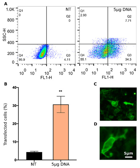 Efficient Delivery of DNA Using Lipid Nanoparticles