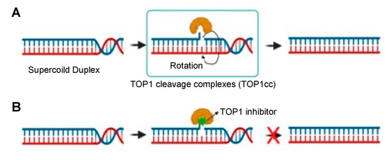 The Potential of Topoisomerase Inhibitor-Based Antibody–Drug Conjugates