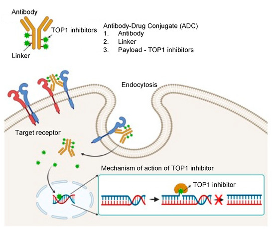 The Potential of Topoisomerase Inhibitor-Based Antibody–Drug Conjugates