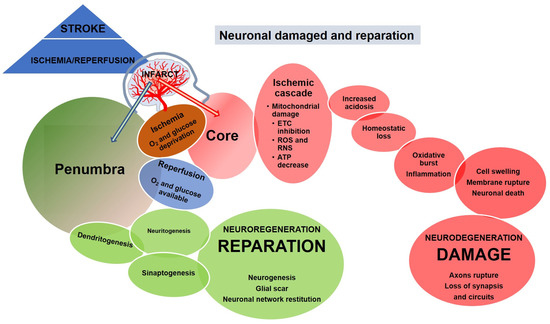 New Strategies for Stroke Therapy: Nanoencapsulated Neuroglobin