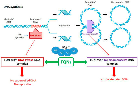 Fluoroquinolones Hybrid Molecules as Promising Antibacterial Agents in ...