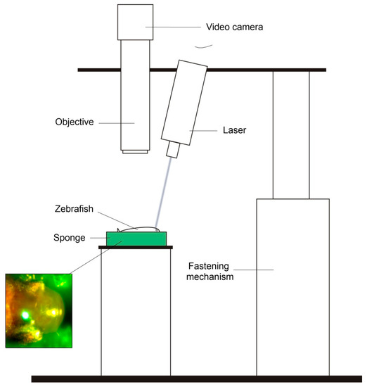 A Novel Laser-Based Zebrafish Model for Studying Traumatic Brain Injury ...