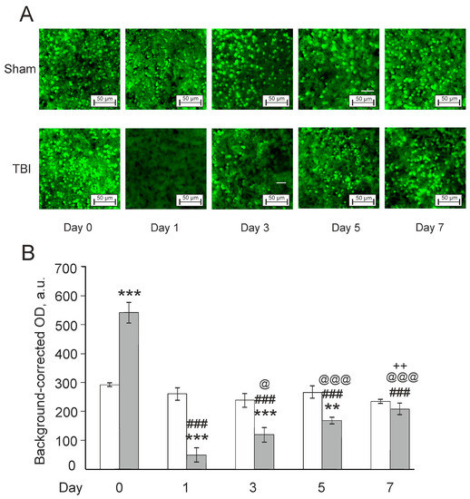 A Novel Laser-Based Zebrafish Model for Studying Traumatic Brain Injury ...