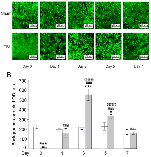 A Novel Laser-Based Zebrafish Model for Studying Traumatic Brain Injury ...