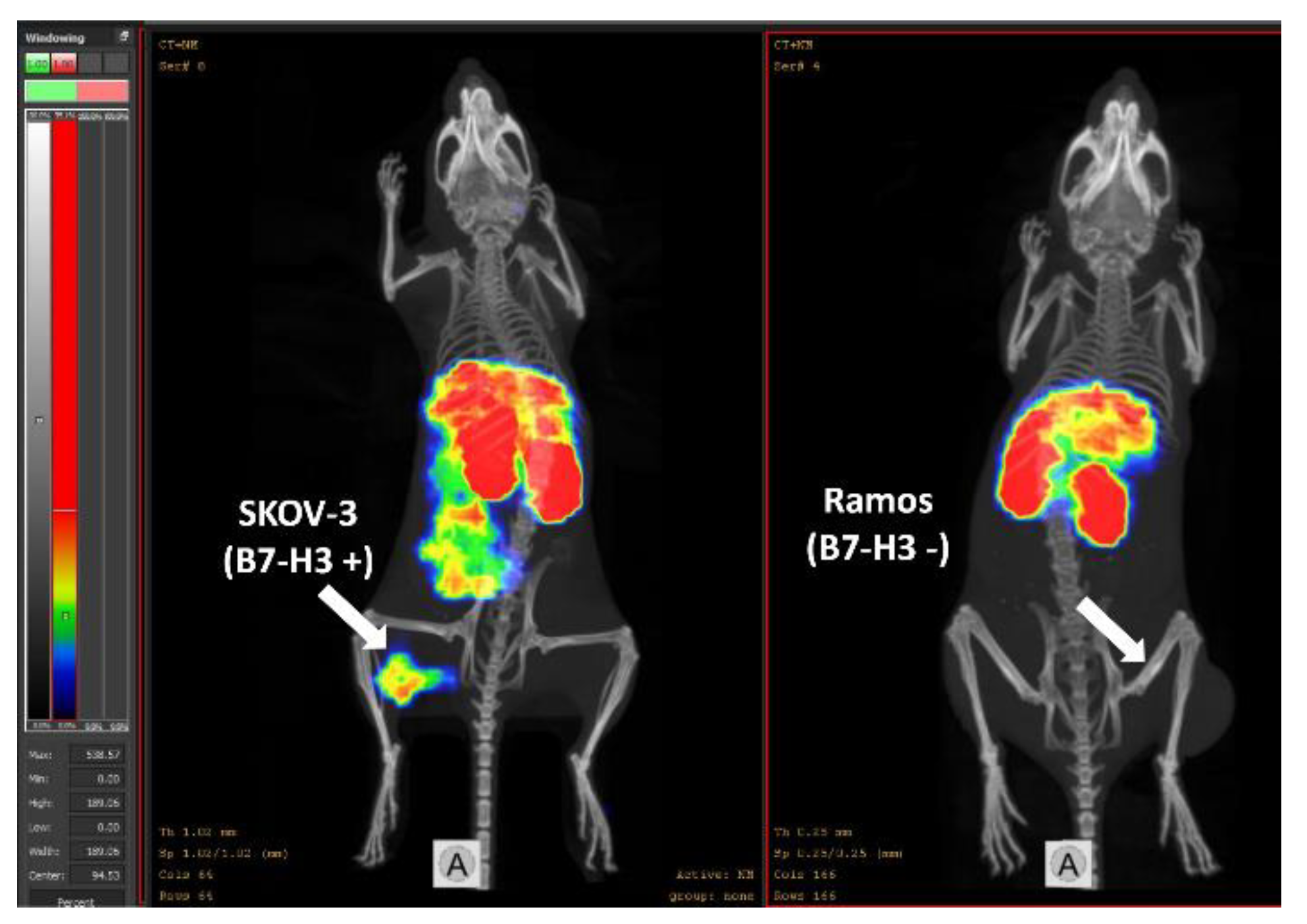 Evaluation of an Affibody-Based Binder for Imaging of Immune Check ...