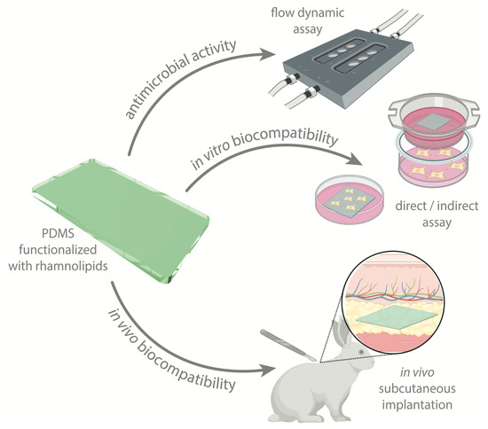 Pharmaceutics | Free Full-Text | Assuring the Biofunctionalization of ...
