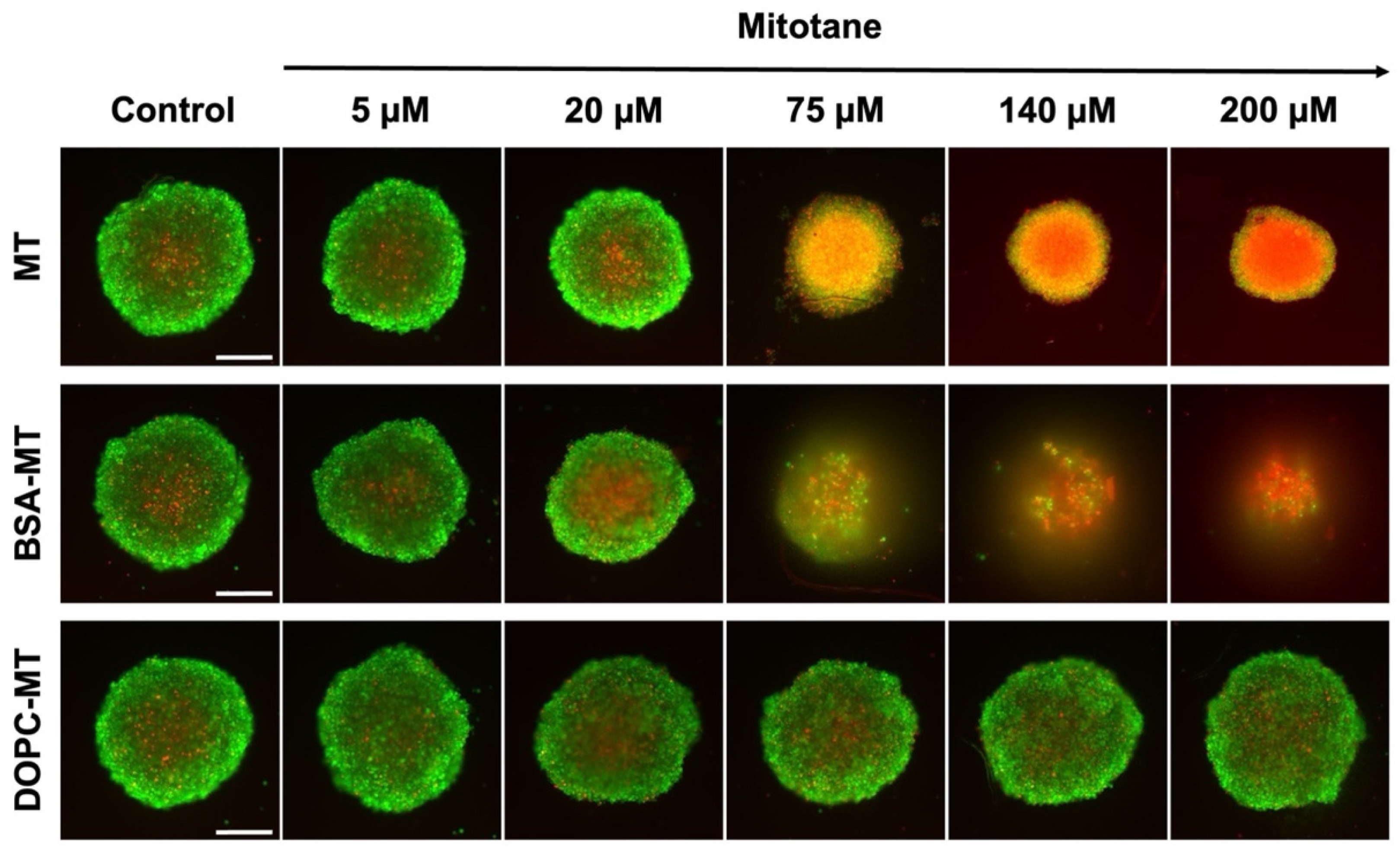 Mitotane Nanocarriers for the Treatment of Adrenocortical Carcinoma ...